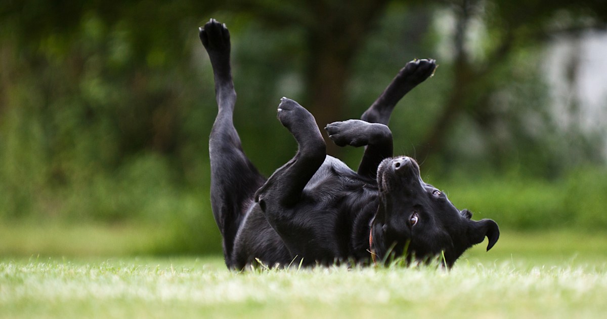The power of the trick: A canine workout
