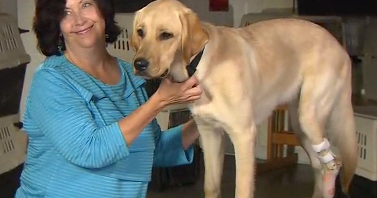 Three-legged service dog receives prosthetic