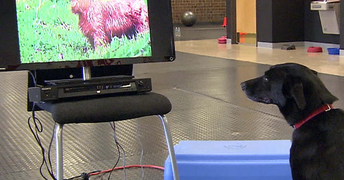 Channel K9: 24-hour TV for dogs coming nationwide