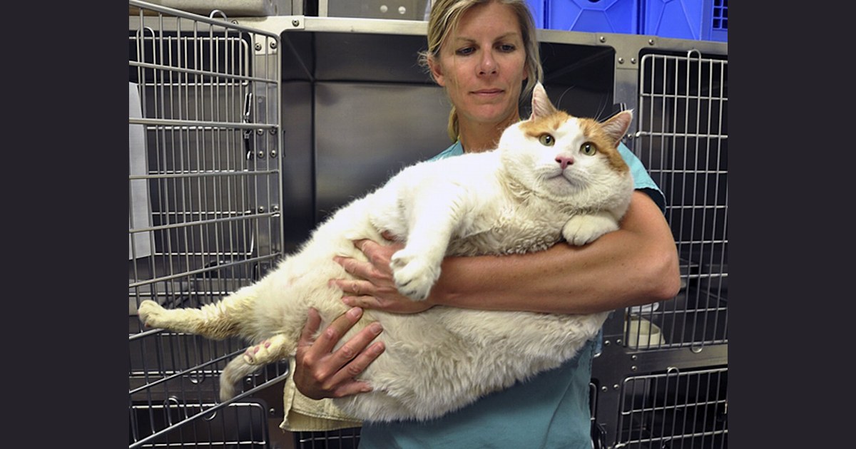 Sad mews: Meow, the 39-pound cat, dies