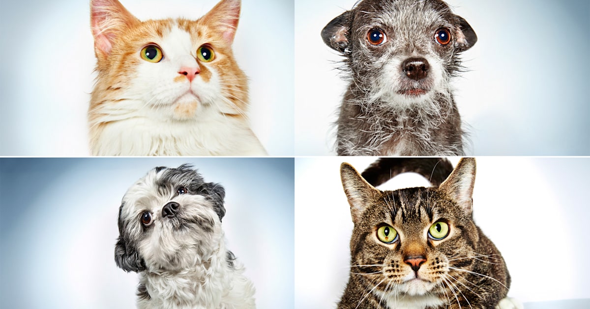 22 adorable animals up for adoption