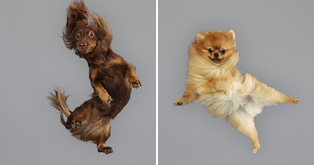 Up, pup, and away! Photographer lets leaping dogs fly