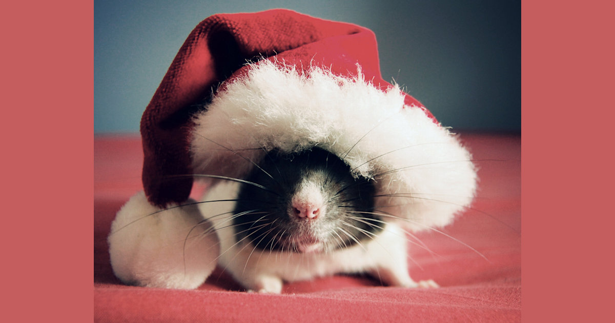 Rat race to cuteness