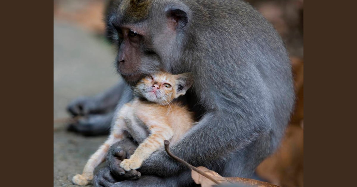 Purr-tective custody