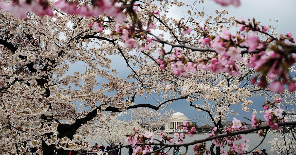 Spring in bloom