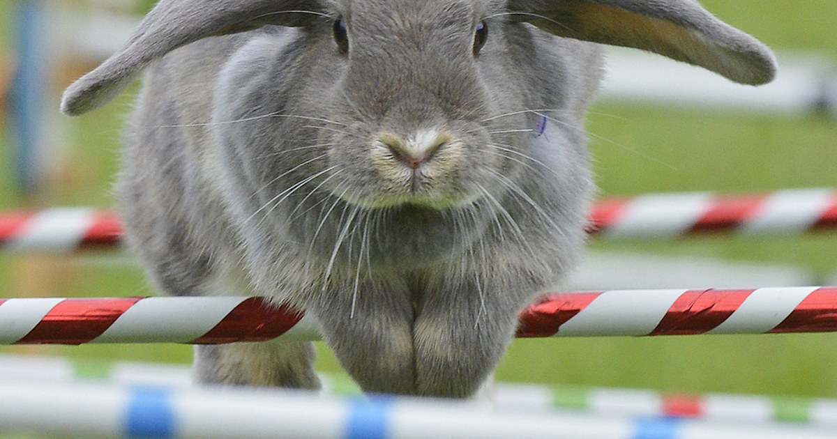 Animal Tracks: August 29 - Sept. 4