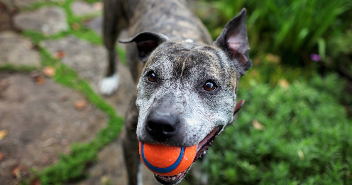 There’s life (and love) in these old dogs yet