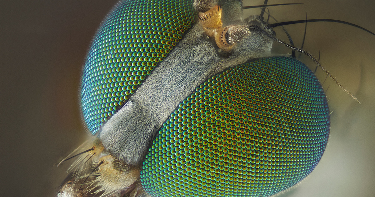 Olympus BioScapes 2013