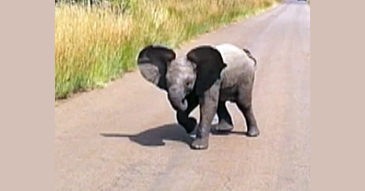 Baby elephant plays to the camera