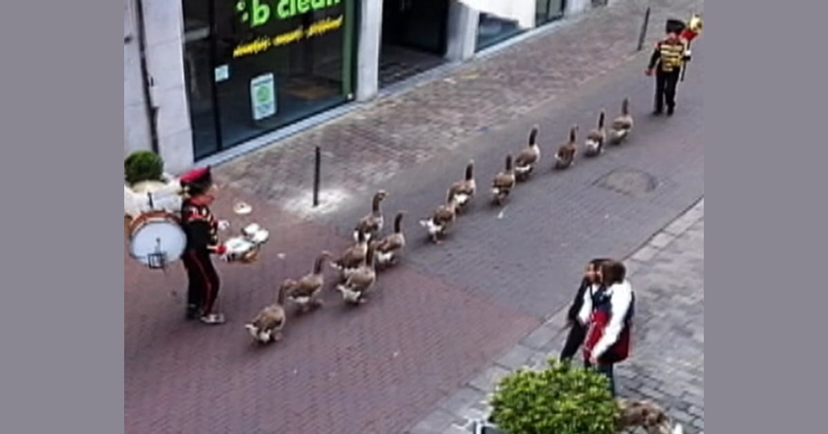 Geese join in drummer's parade