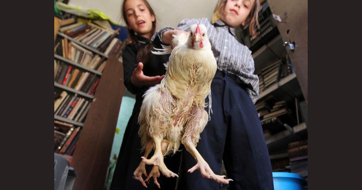 Chicken has four legs