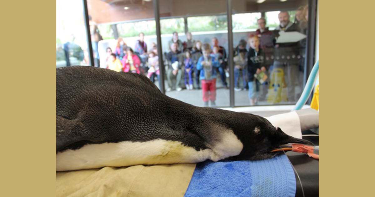 Wayward penguin recovering after surgery