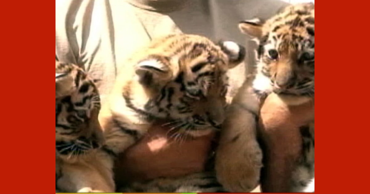 Trio of tigers debut in Hungary