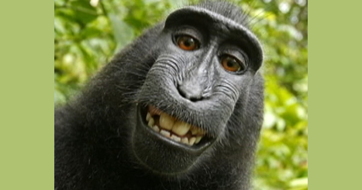 Cheeky monkey's grin delights Twitterverse