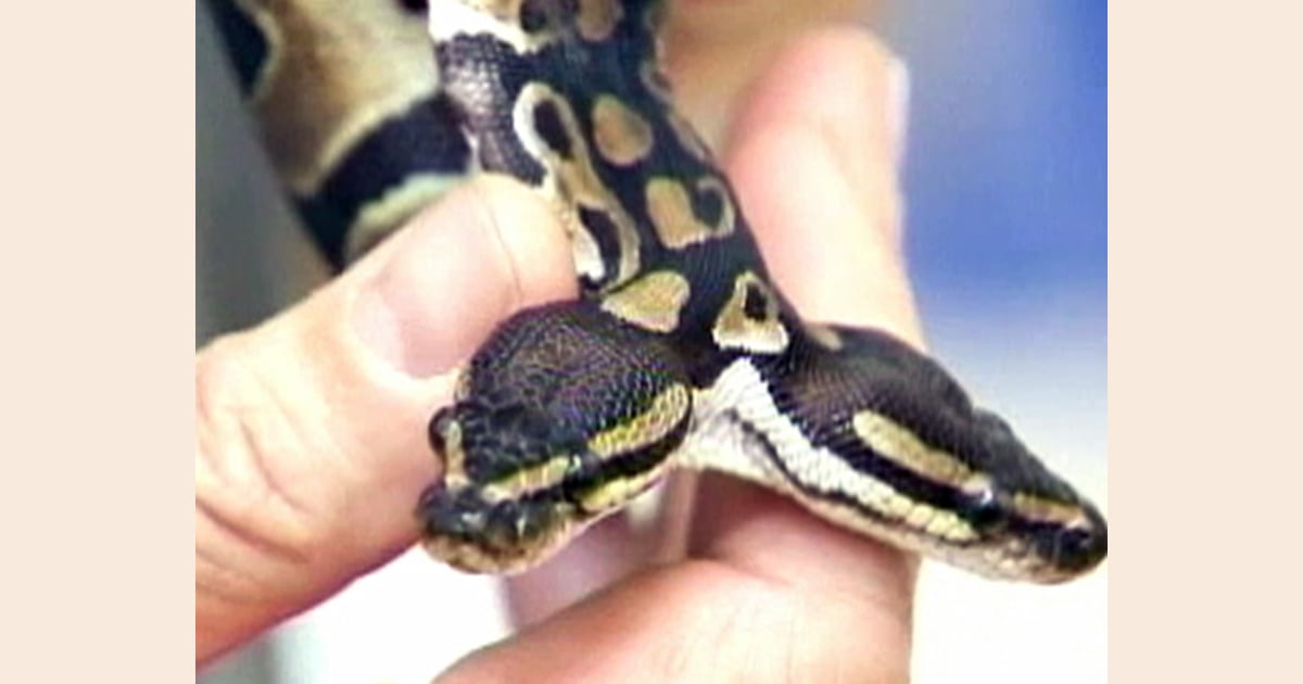 Royal python sports two heads
