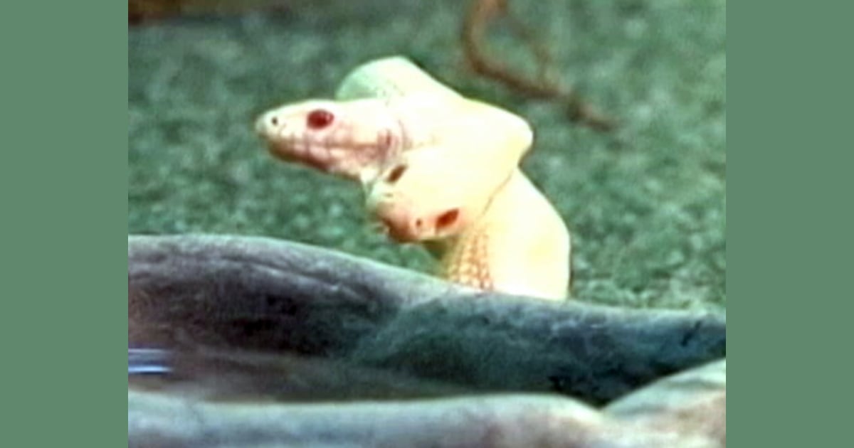 Two-headed snake slithers in Ukraine zoo
