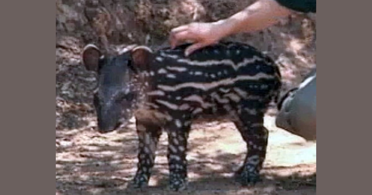 Baby tapir born in Israel