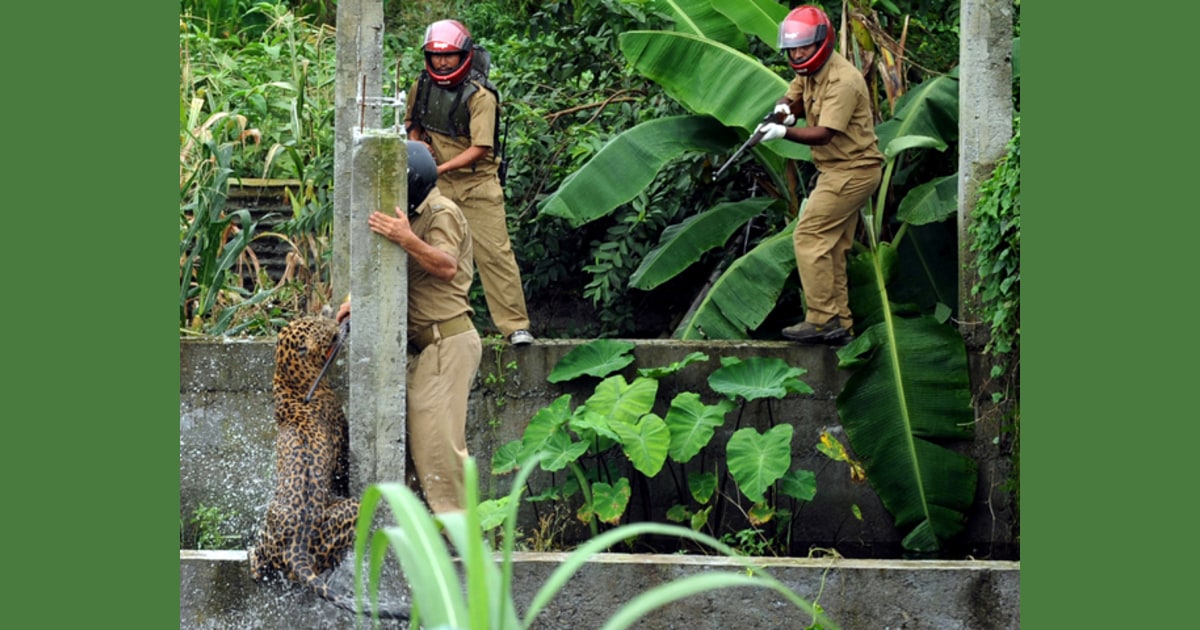 Video shows leopard attack