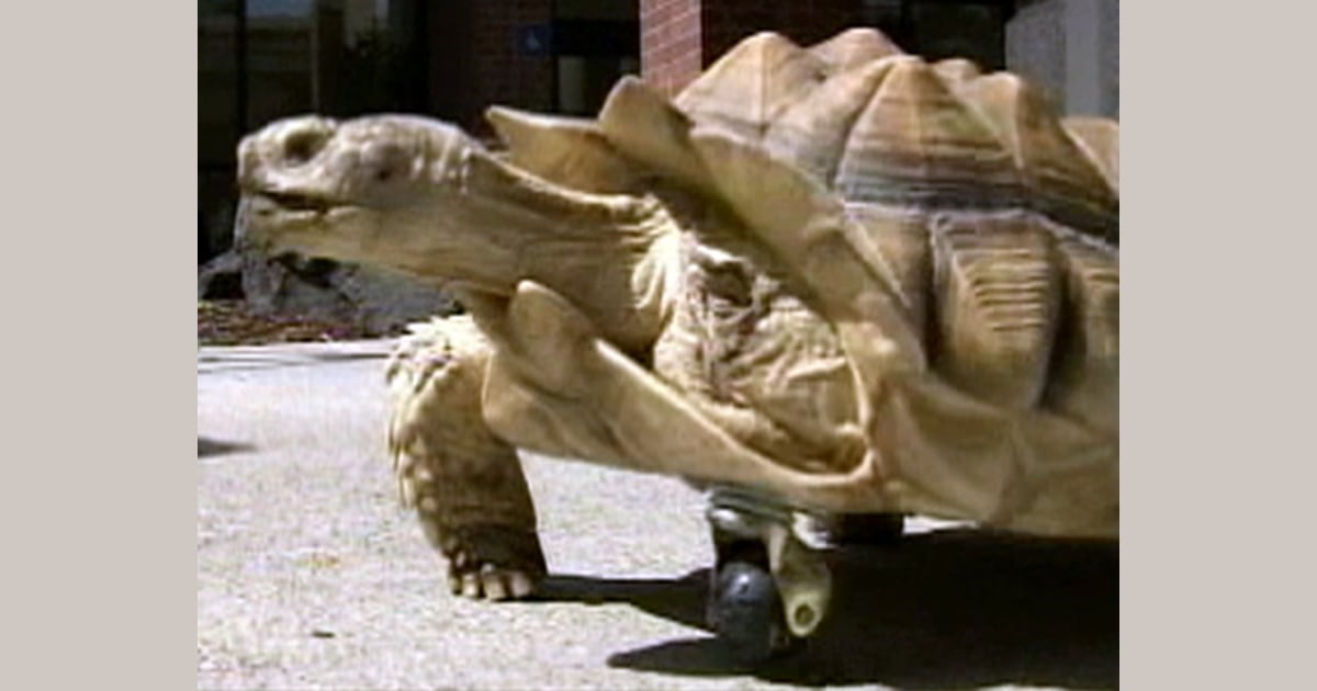 'All-terrain tortoise' cruises on one wheel