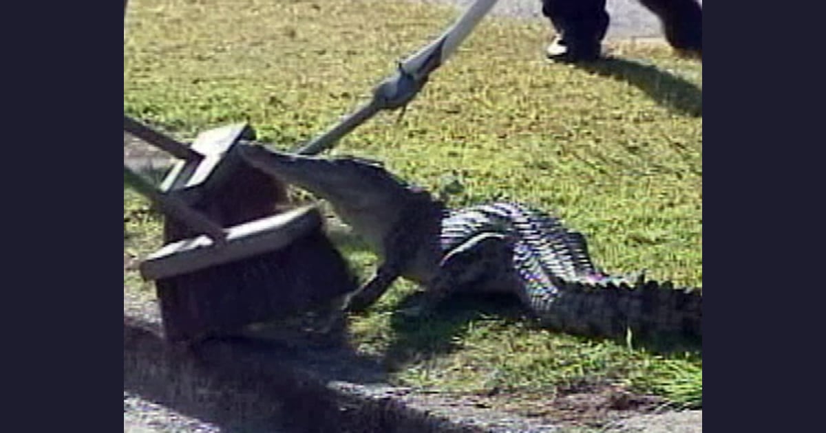 Croc emerges from down under, really!