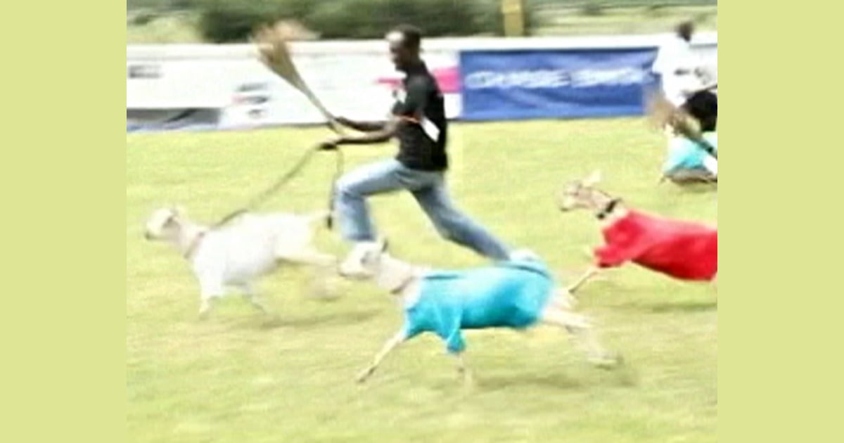 Goats race for a good cause