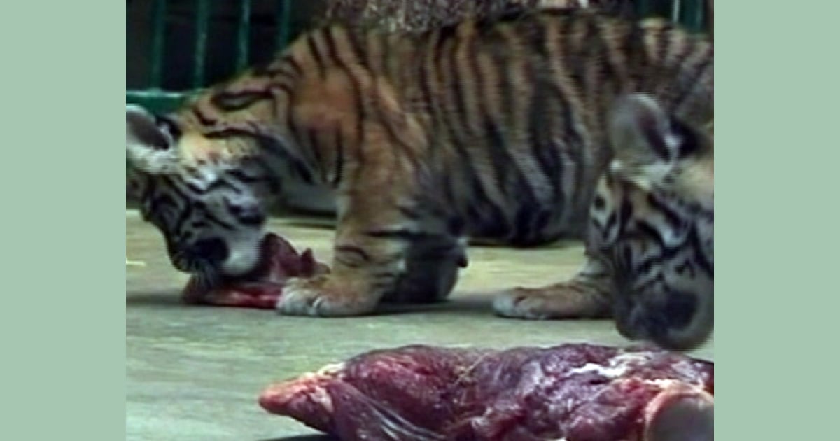 Sumatran tiger cubs try their new diet