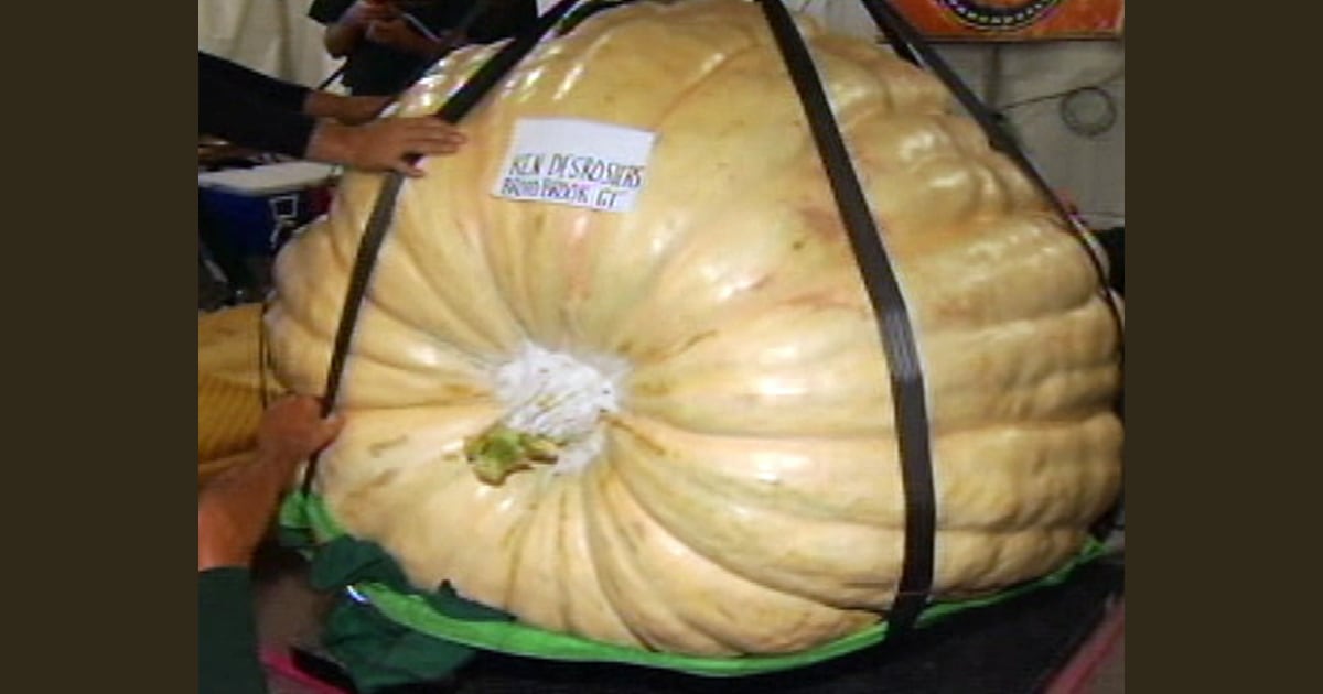 Life and times of a giant pumpkin