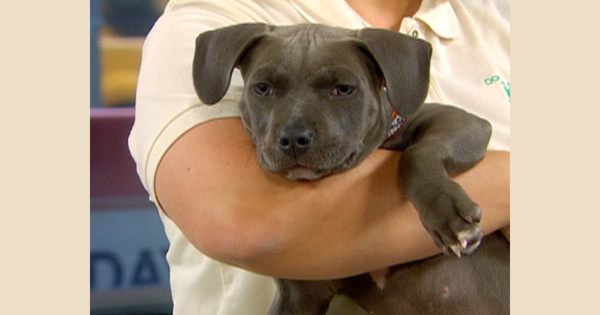 Meet Harper, the beloved handicapped puppy