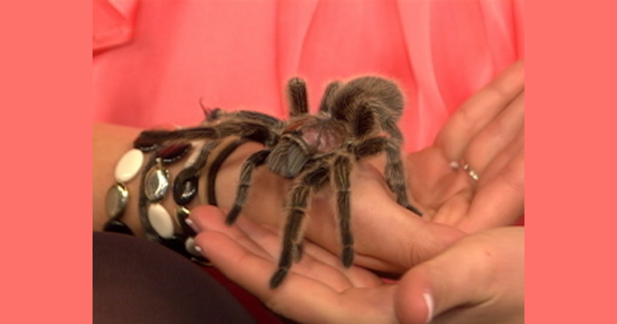 Overcoming ‘Extreme Animal Phobia’