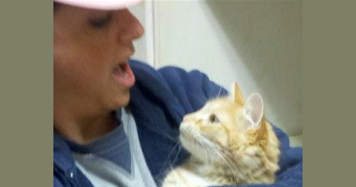 He's back! ‘Jack the Cat’ found at JFK airport