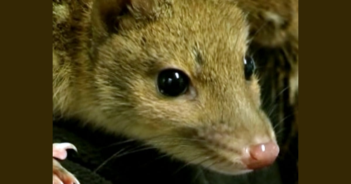 Baby quolls debut at Sydney zoo