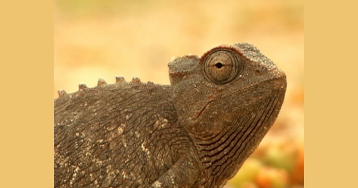 Unique animals you’ve never heard of