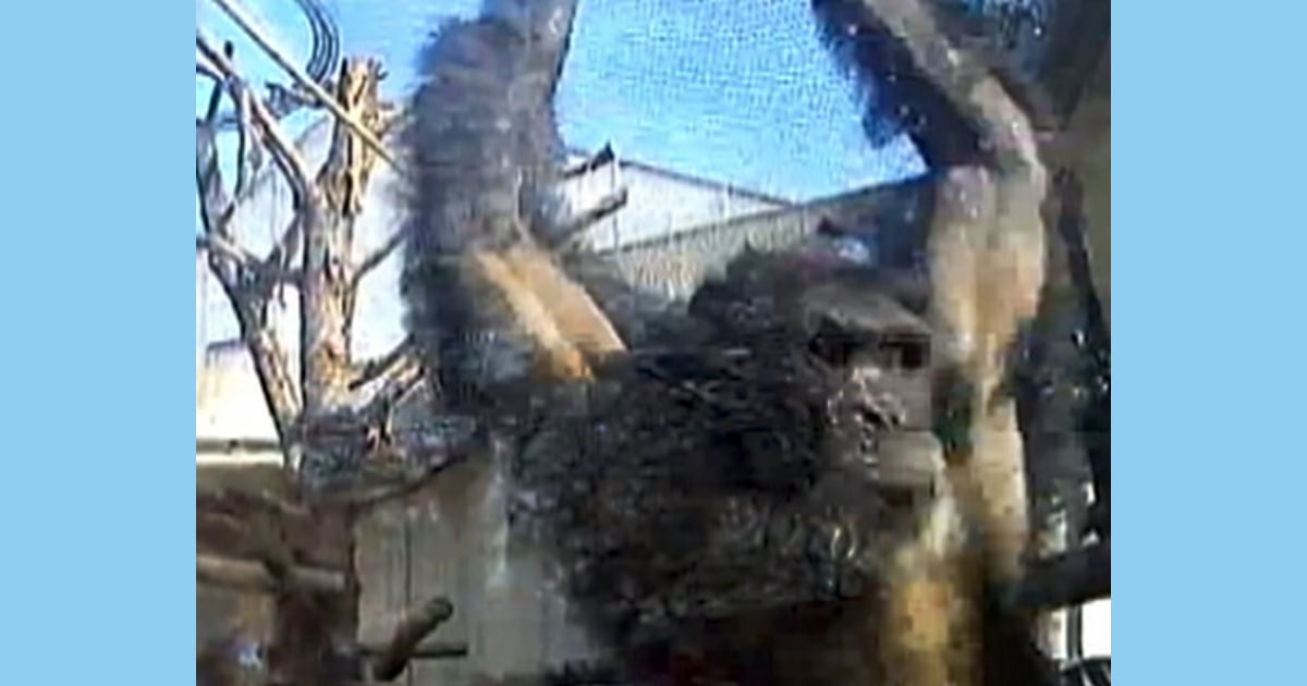 Ape goes ape for visitors at U.K. zoo