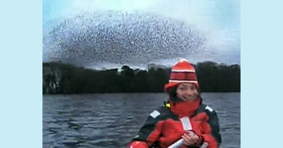 Bird "murmuration" captured in Ireland
