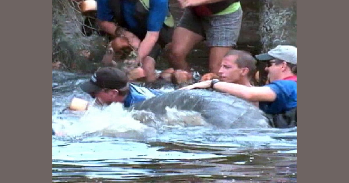 Rescued manatee released in Florida