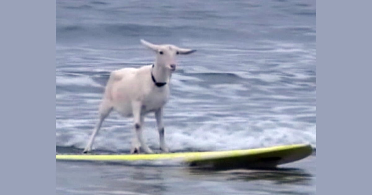 Goat catches some Calif. waves
