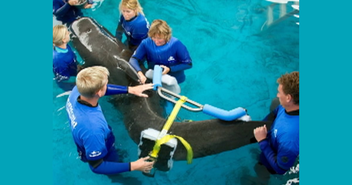 A whale's tale: rescued whale battles scoliosis