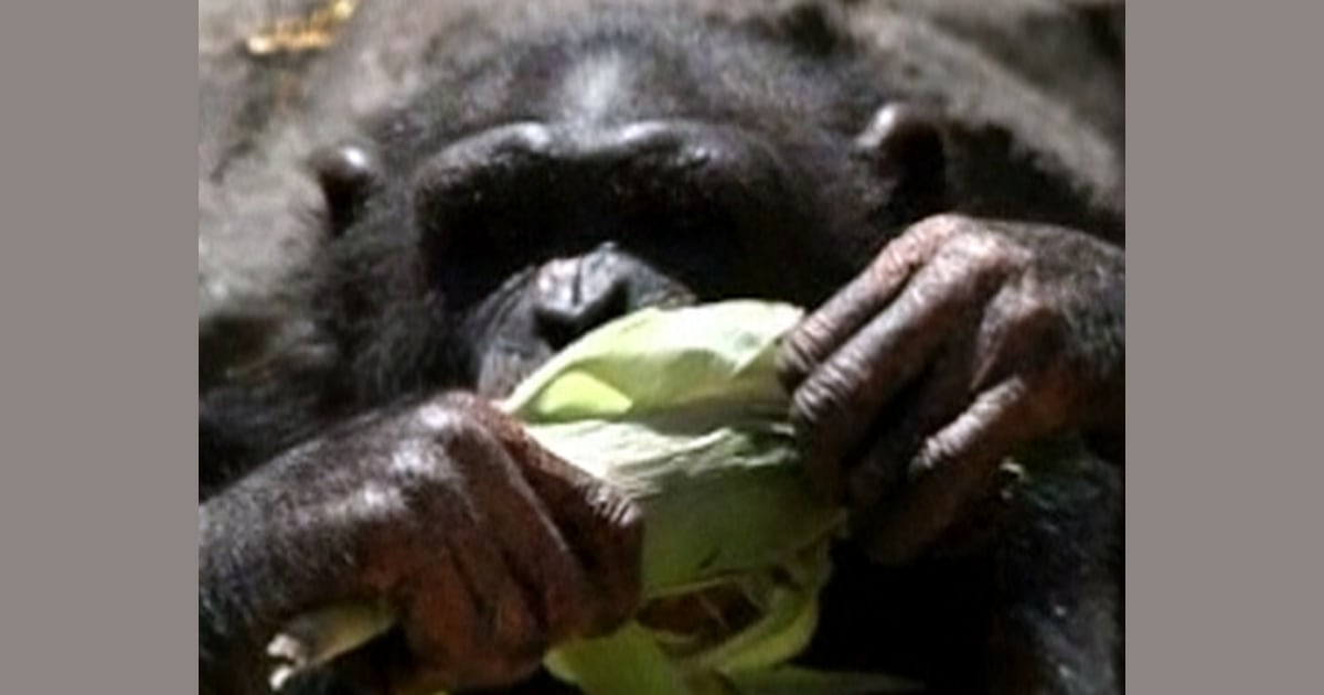 Chimps and tigers get early Christmas treats