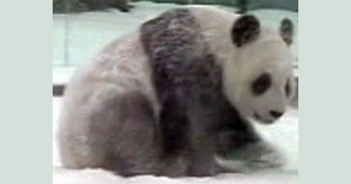 Pandas enjoy snowfall in China