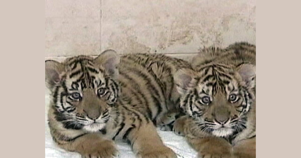 Tiger cubs snuggle in for cozy winter