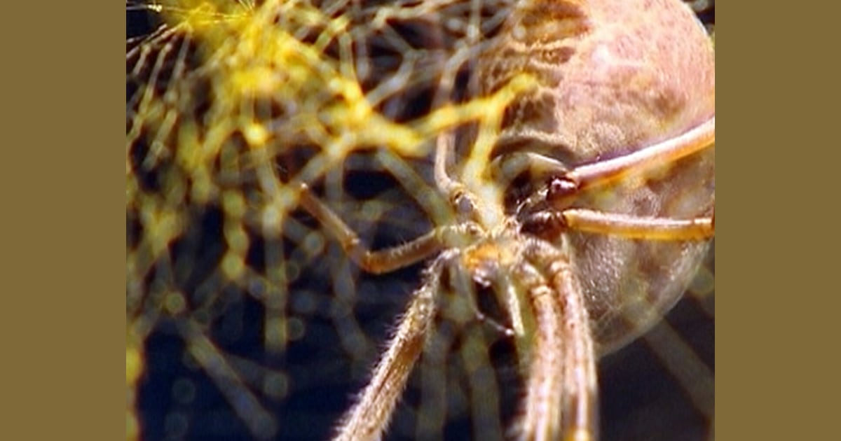 Spiders spin golden cloak