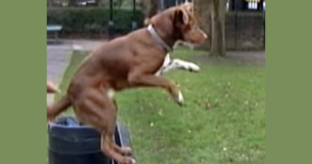 Acrobatic dog shows off balancing skills
