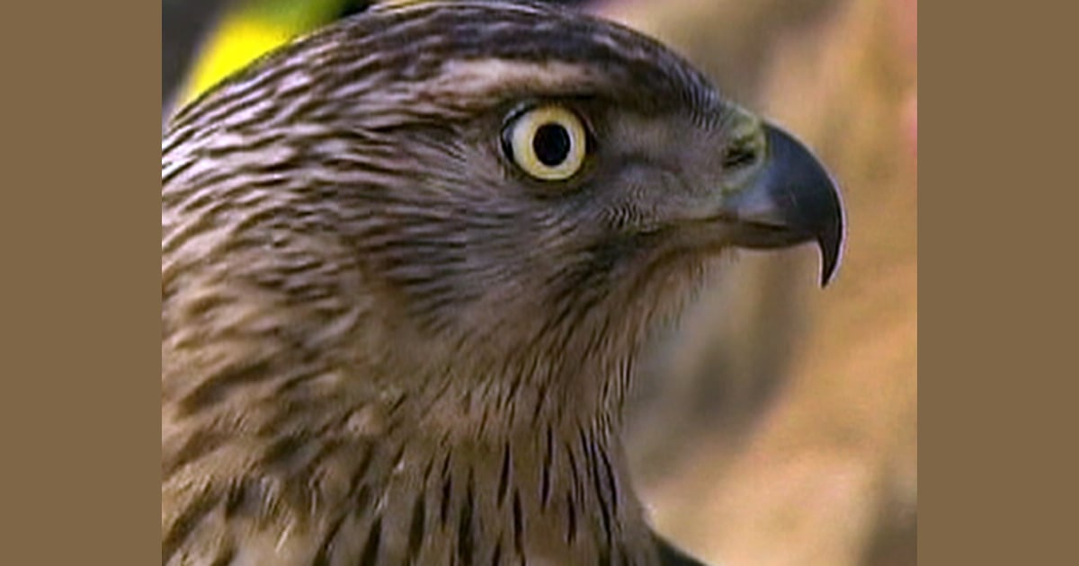China tribe practices ancient art of falconry