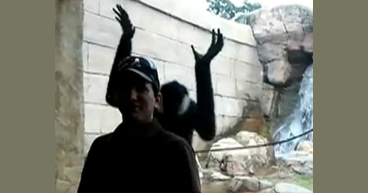 When monkeys attack, watch your back!