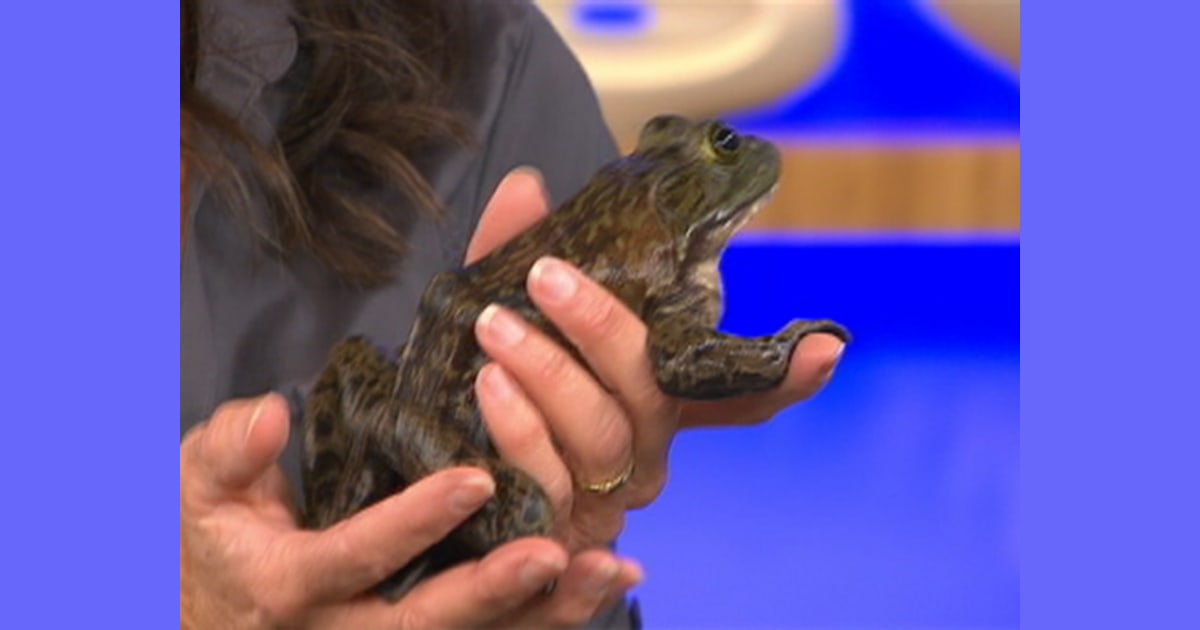 A VERY friendly frog and other ‘Wildlife Heroes’