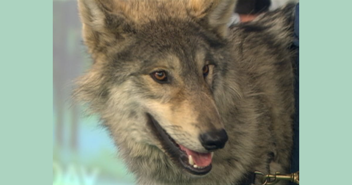 The importance of protecting wolves