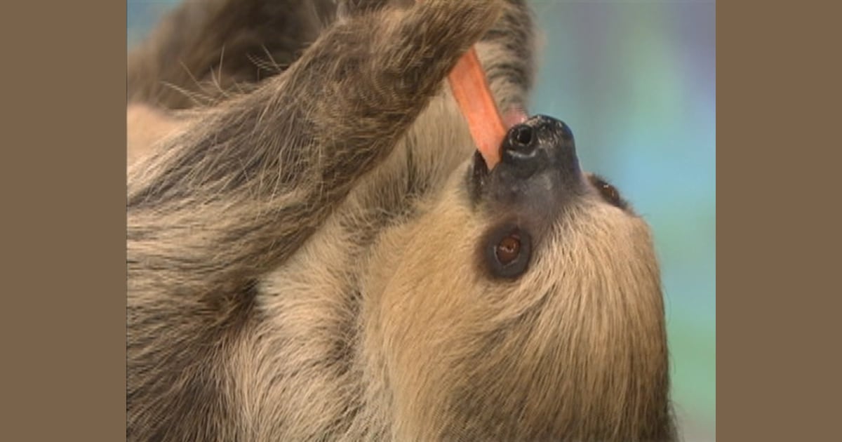 Easy does it! Sloth hangs out in Studio 1A