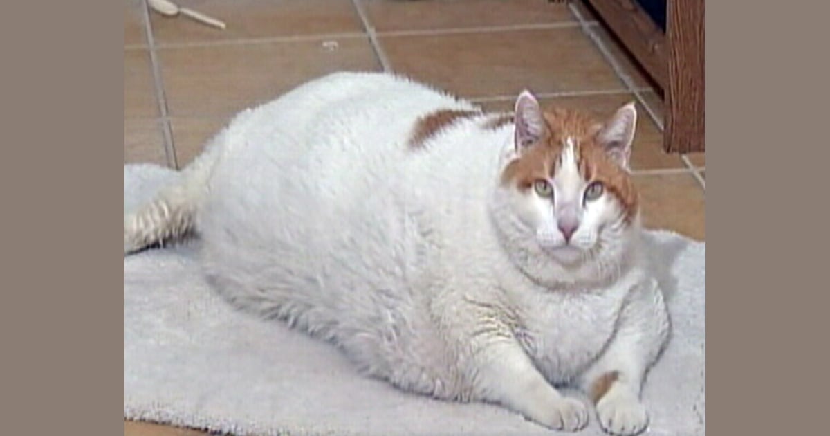 39-pound cat named Meow needs a home