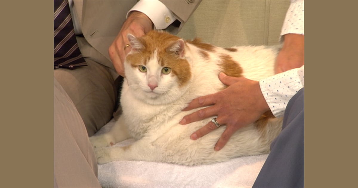 Meow, 39-pound cat, weighs more than a toddler