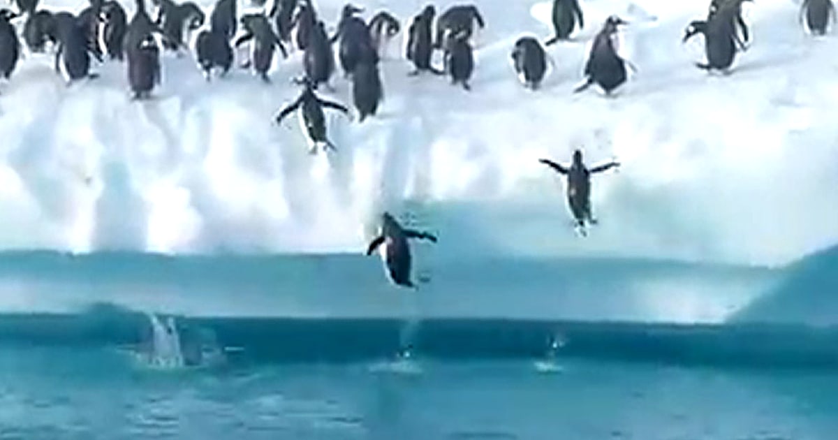 Jump for your life! Penguins flee killer whales